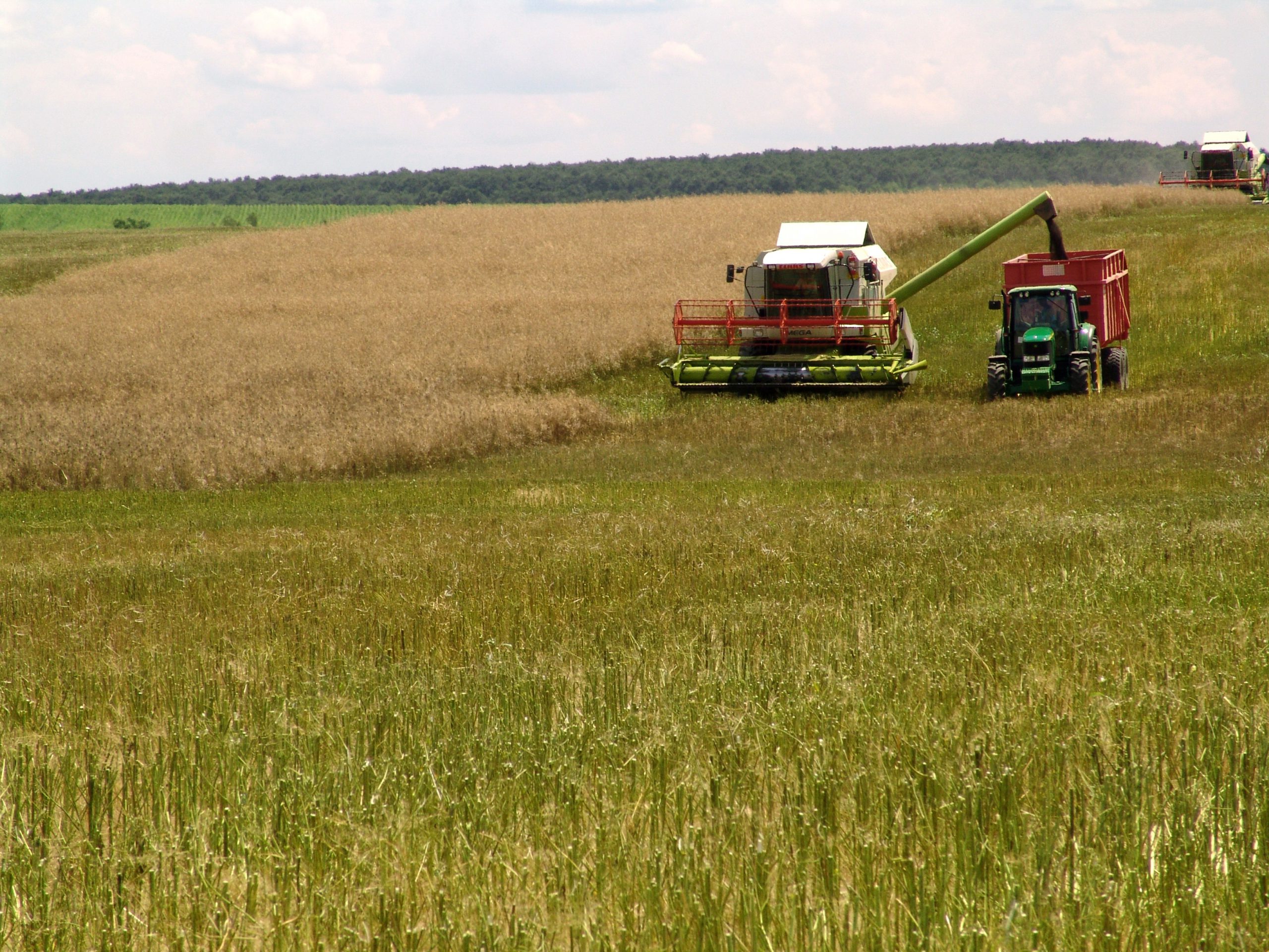 Ferma, agricola, producator, agricol, depozitare, grau, porumb, floarea ...